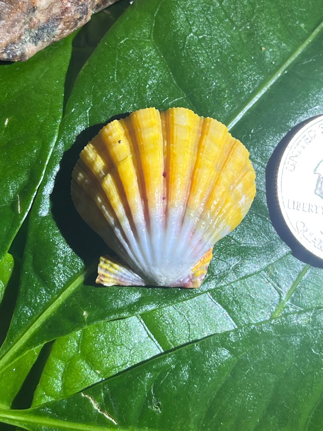 Oahu Hawaii Sunrise Shell, Langford's Pecten #46 North Shore Hawaiian ...