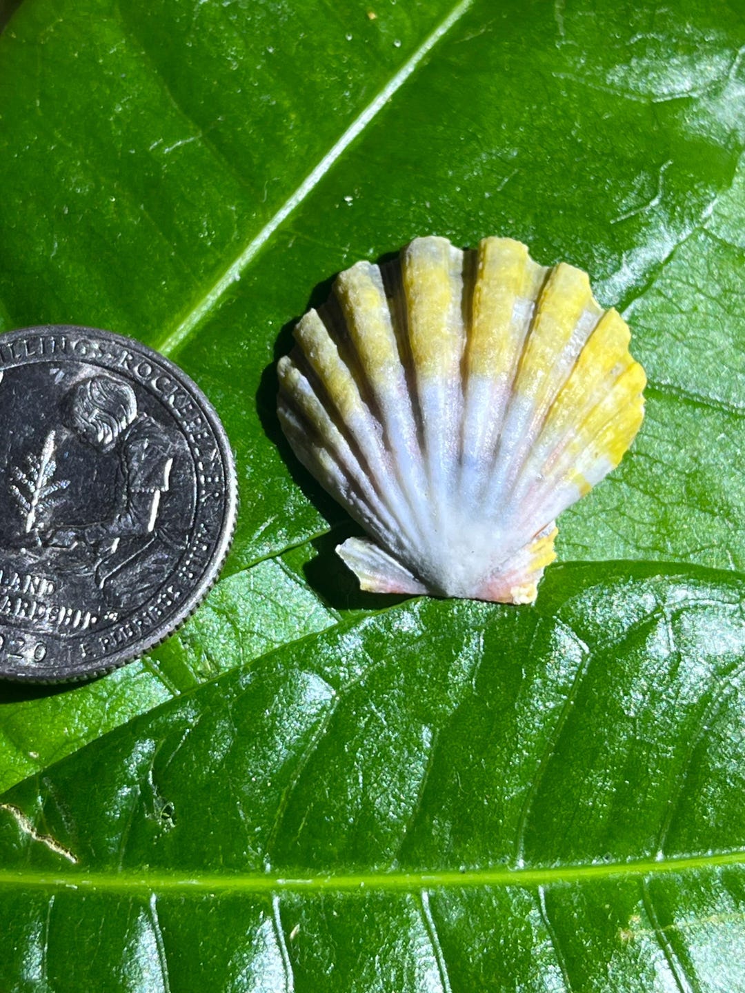 Oahu Hawaii Sunrise Shell, Langford's Pecten #48 North Shore Hawaiian ...