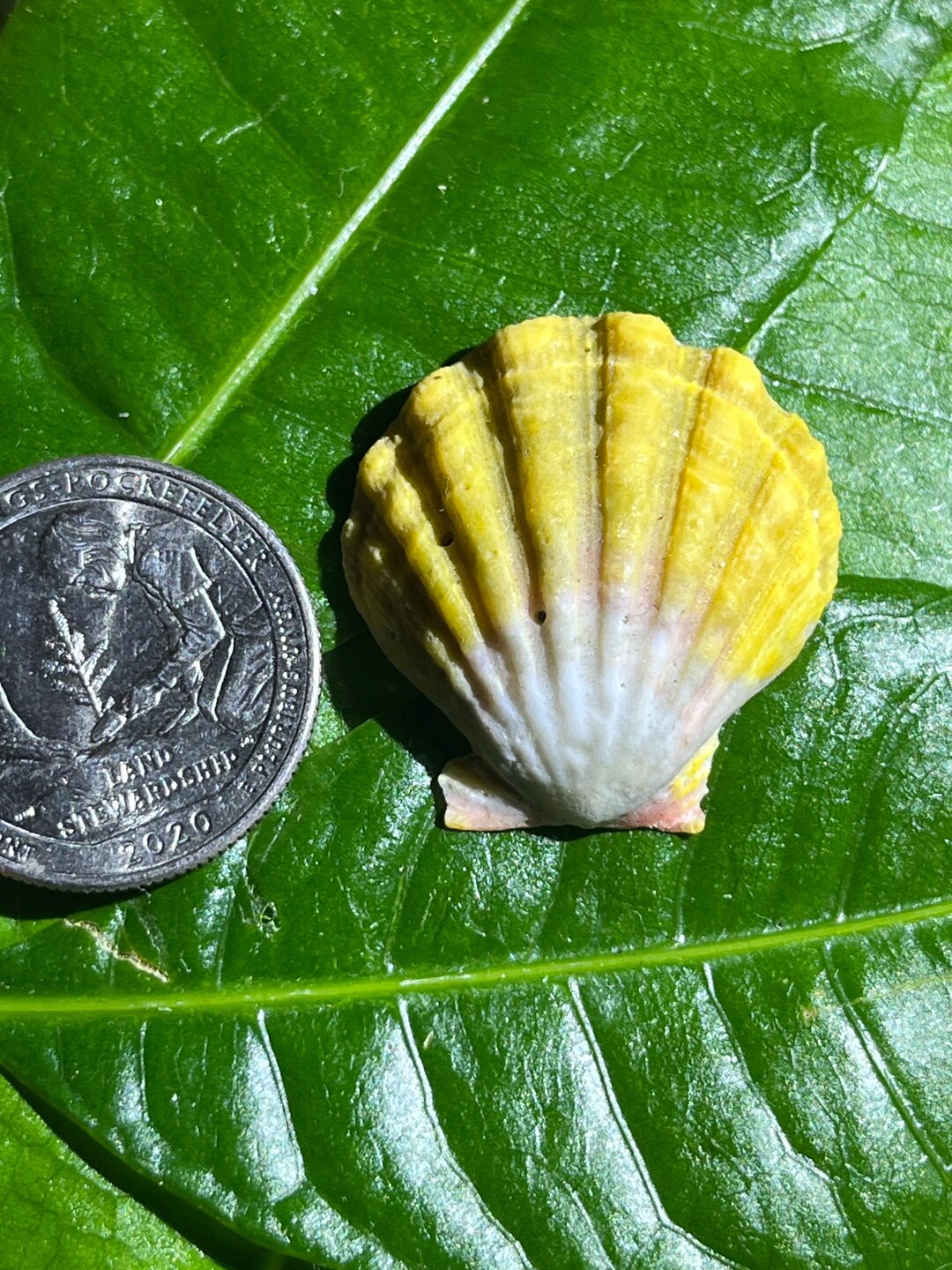 Oahu Hawaii Sunrise Shell, Langford's Pecten #53 North Shore Hawaiian ...