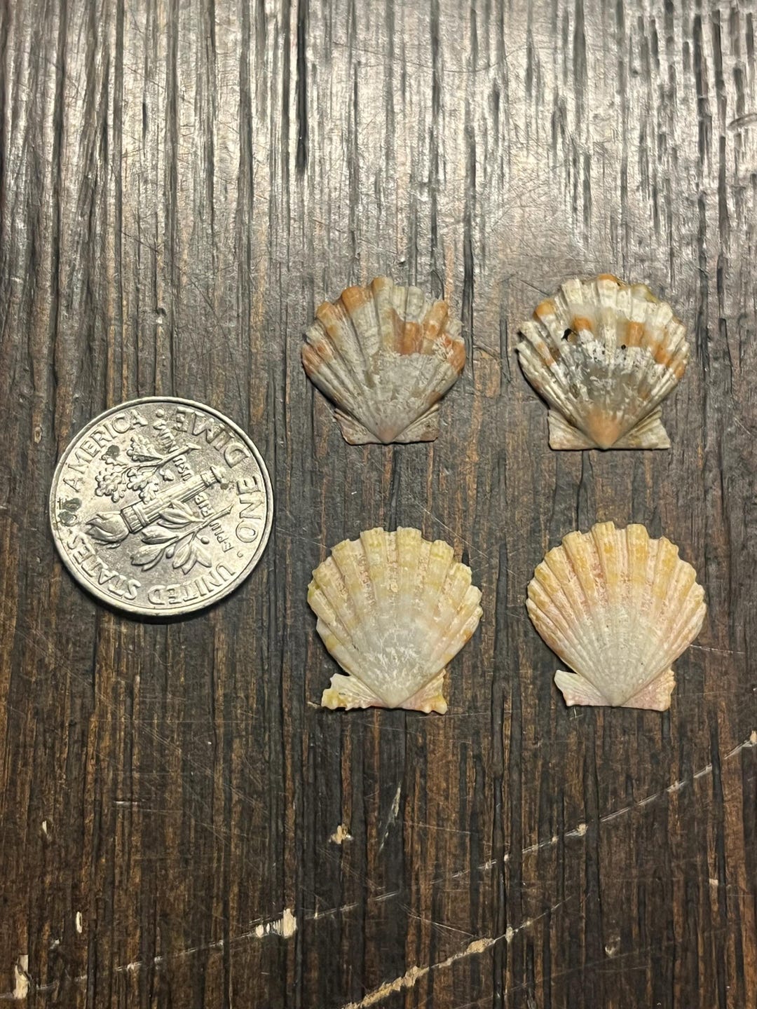 Hawaiian Sunrise Shells 4 Shells Langford’s Pecten O‘ahu Hawaii ...