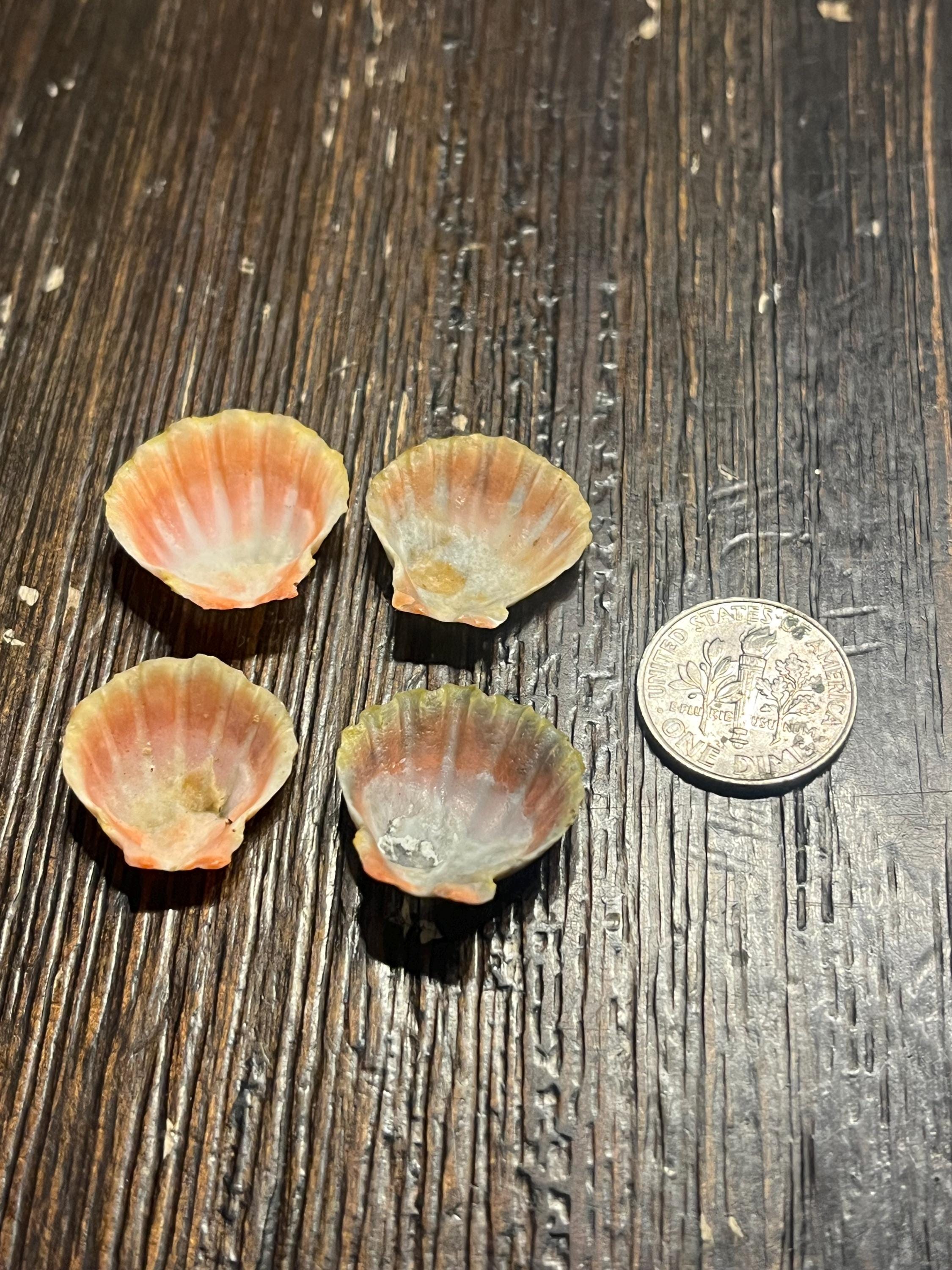Hawaiian Sunrise Shells 4 Shells Langford’s Pecten O‘ahu Hawaii ...