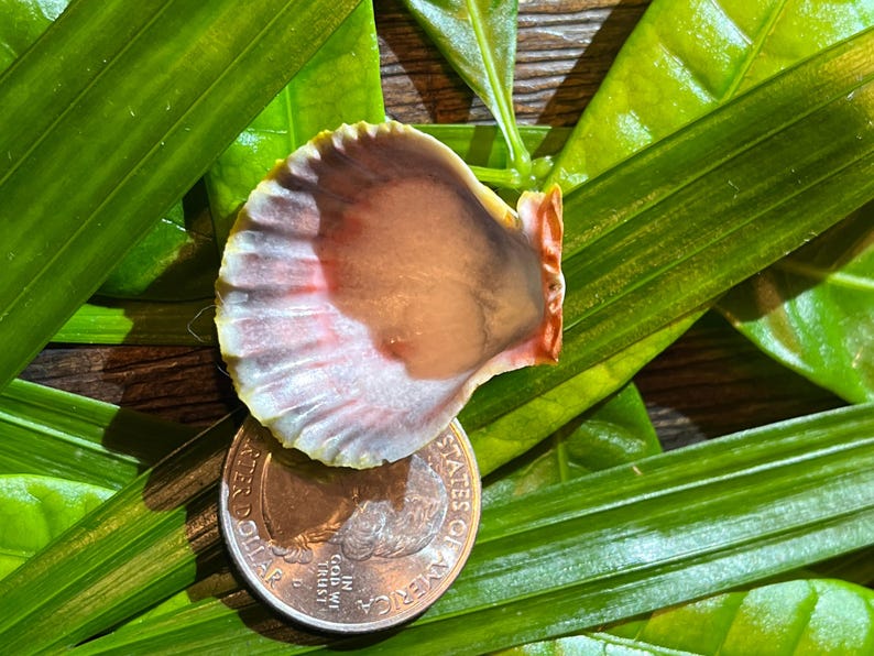 Sunrise Shell , Langford's Pecten O‘ahu Hawaii Sunrise Sea Shells #23 ...