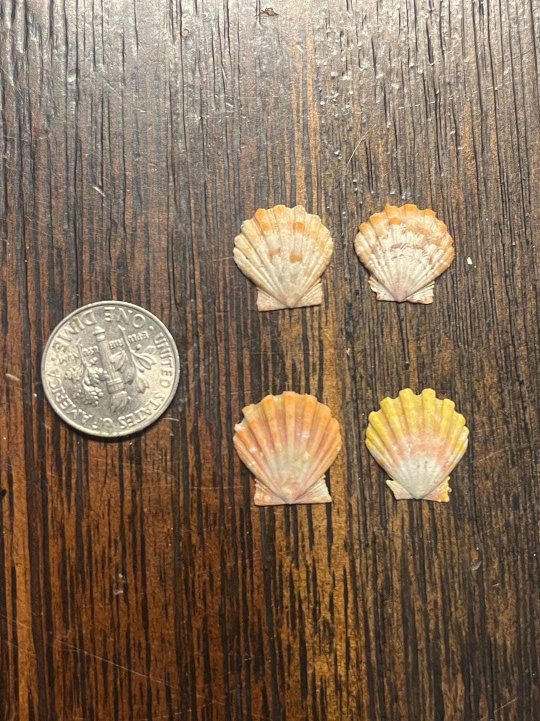 Hawaiian Sunrise Shells 4 Shells Langford’s Pecten O‘ahu Hawaii ...