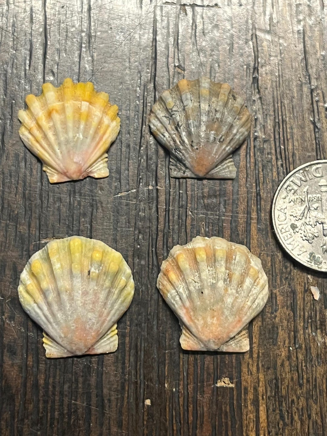 Hawaiian Sunrise Shells 4 Shells Langford’s Pecten O‘ahu Hawaii ...