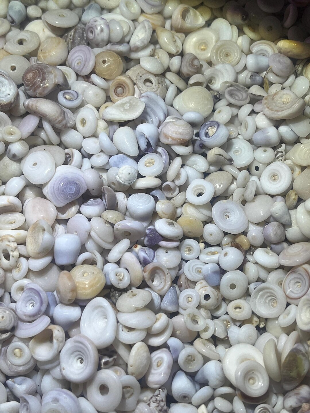 50 Puka Shells. Small - 10 Mm and Under Hand Picked North Shore Hawaiian Bulk Lot: - Seashells ...