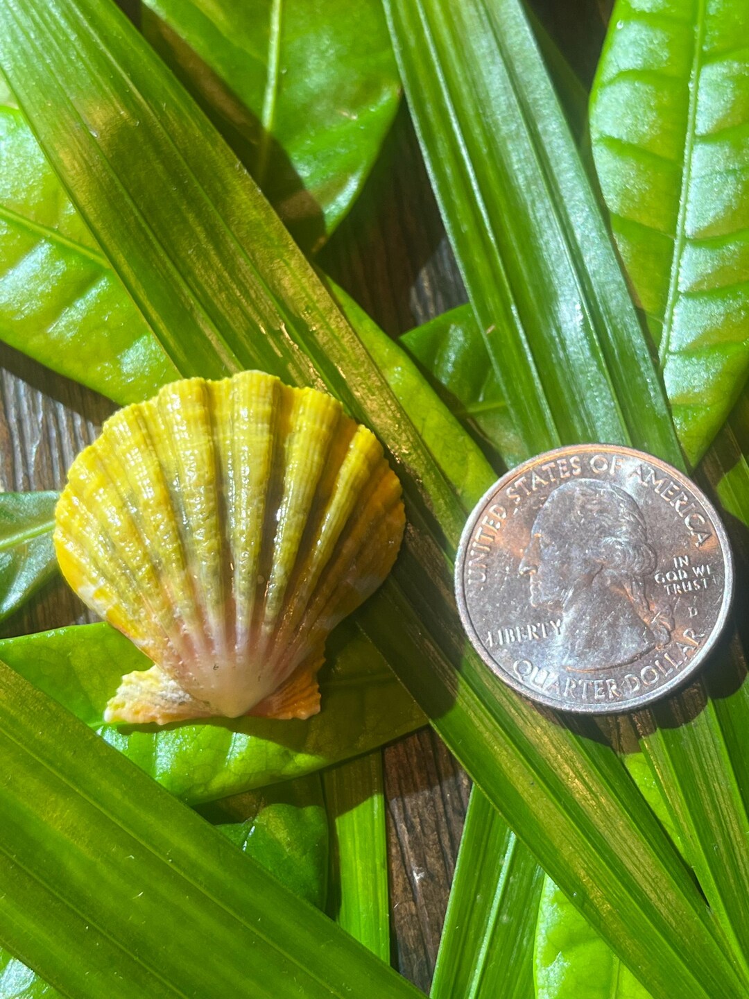 Sunrise Shell , Langford's Pecten O‘ahu Hawaii Sunrise Sea Shells #23 ...