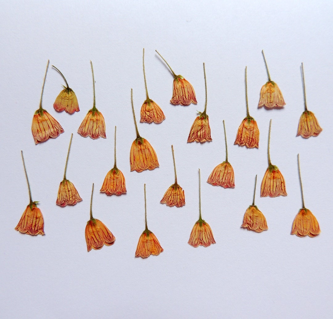 20 Small Yellow-red Enkianthus Bells, Pressed Dried Flowers, for Crafts ...