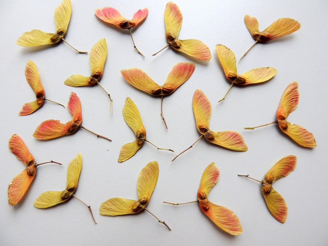 25 Pressed Dried Japanese Maple Seeds for Crafts. 66 - Etsy