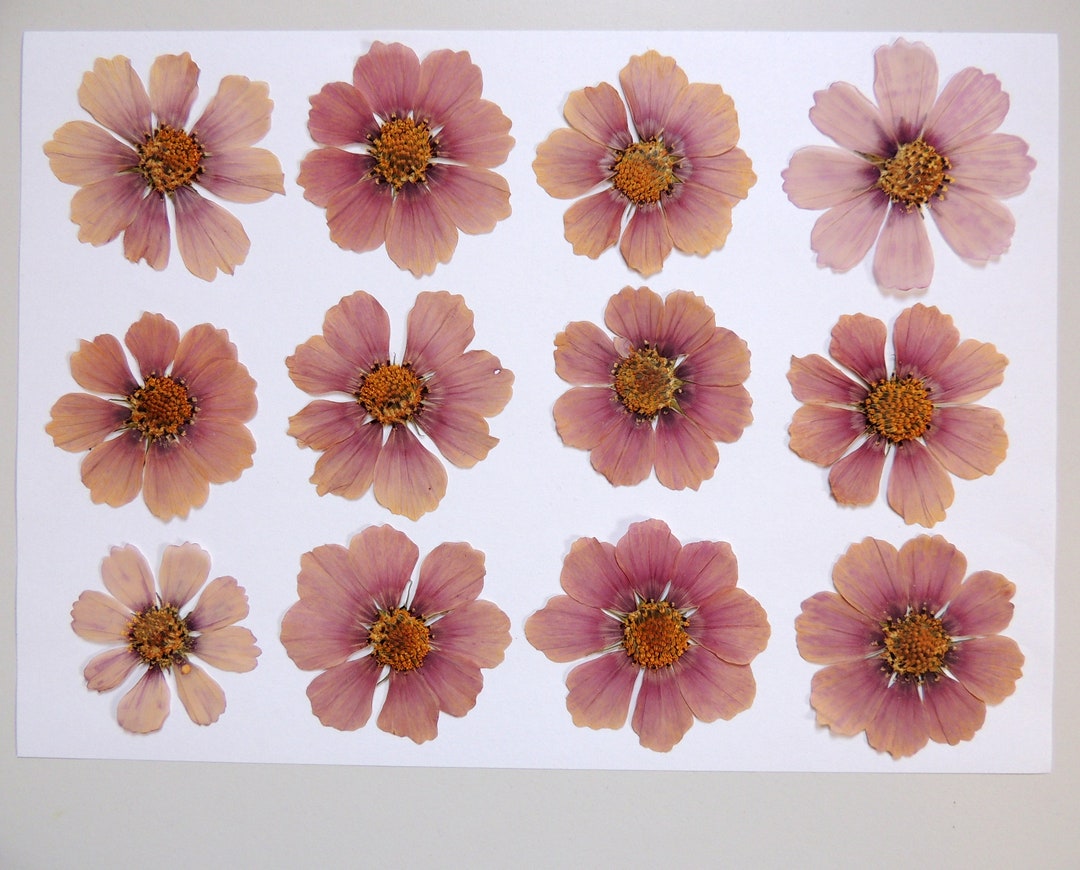 12 Pink Cosmos Flowers , Pressed Dried Flowers, for Crafts, Card Making ...