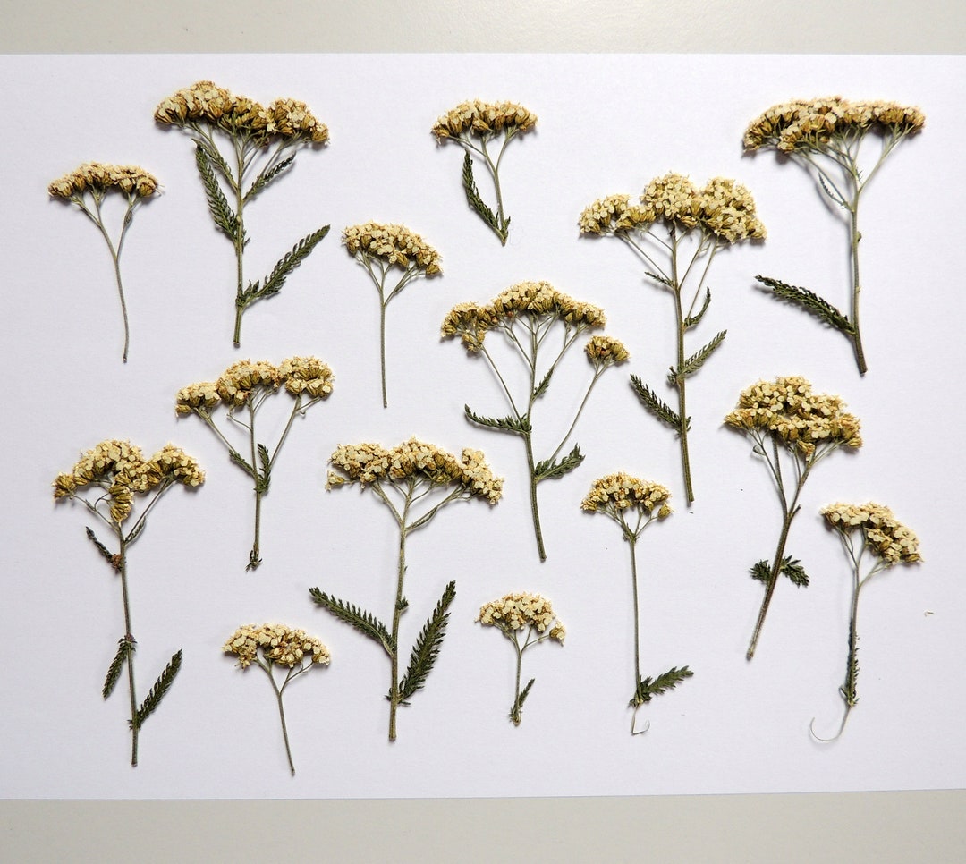 15 Yarrow Flowers With Stems, Dried Pressed Flowers, for Crafts, DIY ...