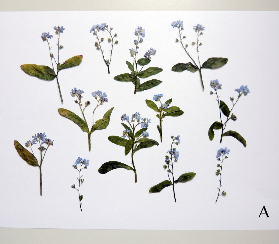 12 Sprigs of Forget-me-nots, Dried Pressed Flowers, for Crafts, DIY ...