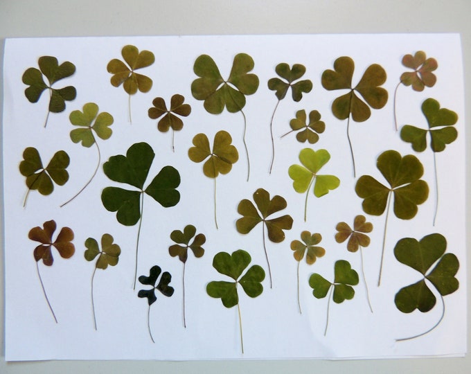 25 Shamrock Leaves, Dried Pressed Greenery, for Crafts, DIY, Herbarium ...
