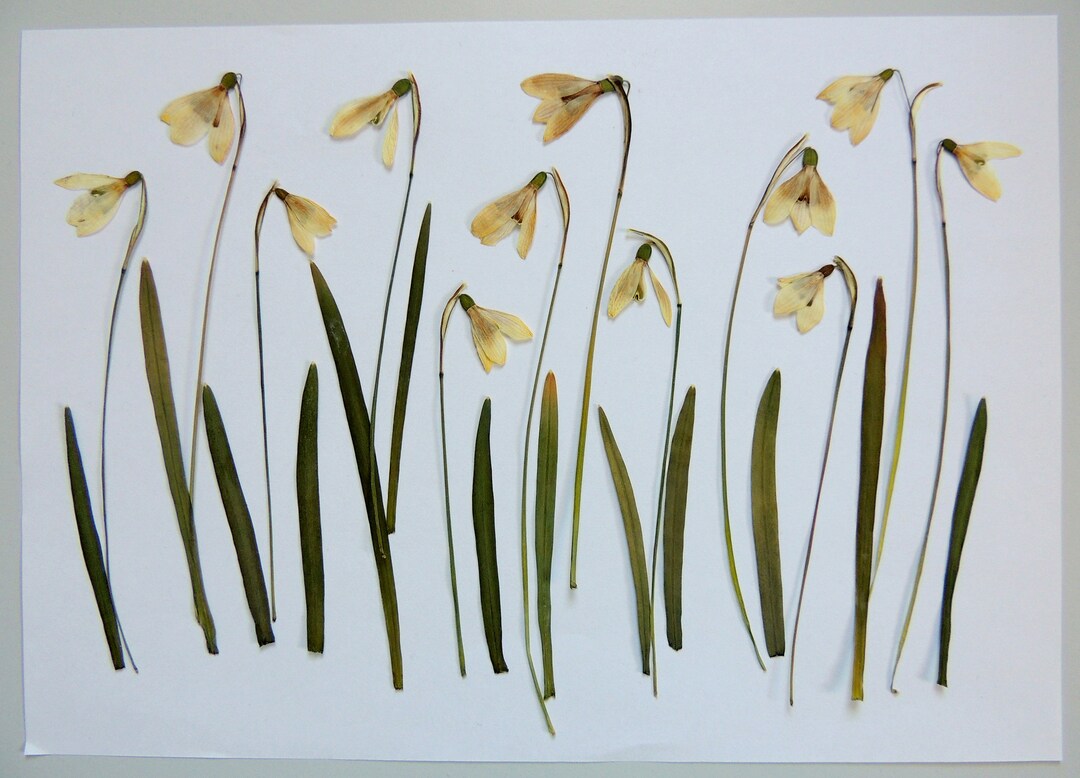 Buy 12 Snowdrops, Dried Pressed Flowers, for Crafts, DIY, Herbarium ...