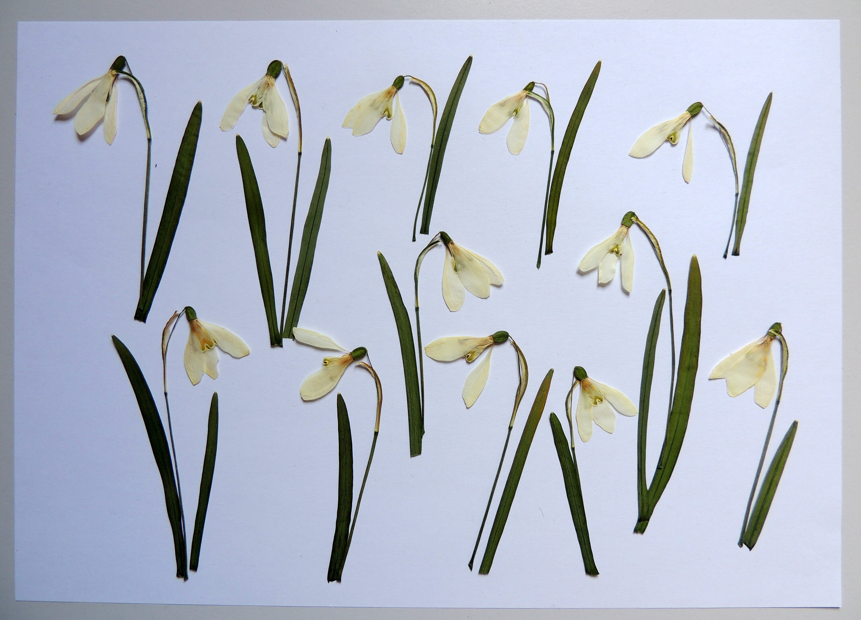 12 snowdrops pressed dried flowers for crafts crafts | Etsy