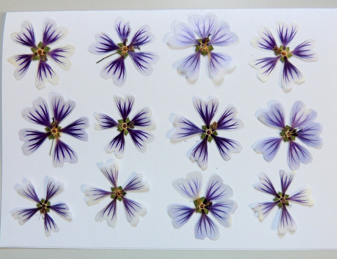 12 Light Purple Mallow Flowers, Dried Pressed Flowers for Floral Art ...