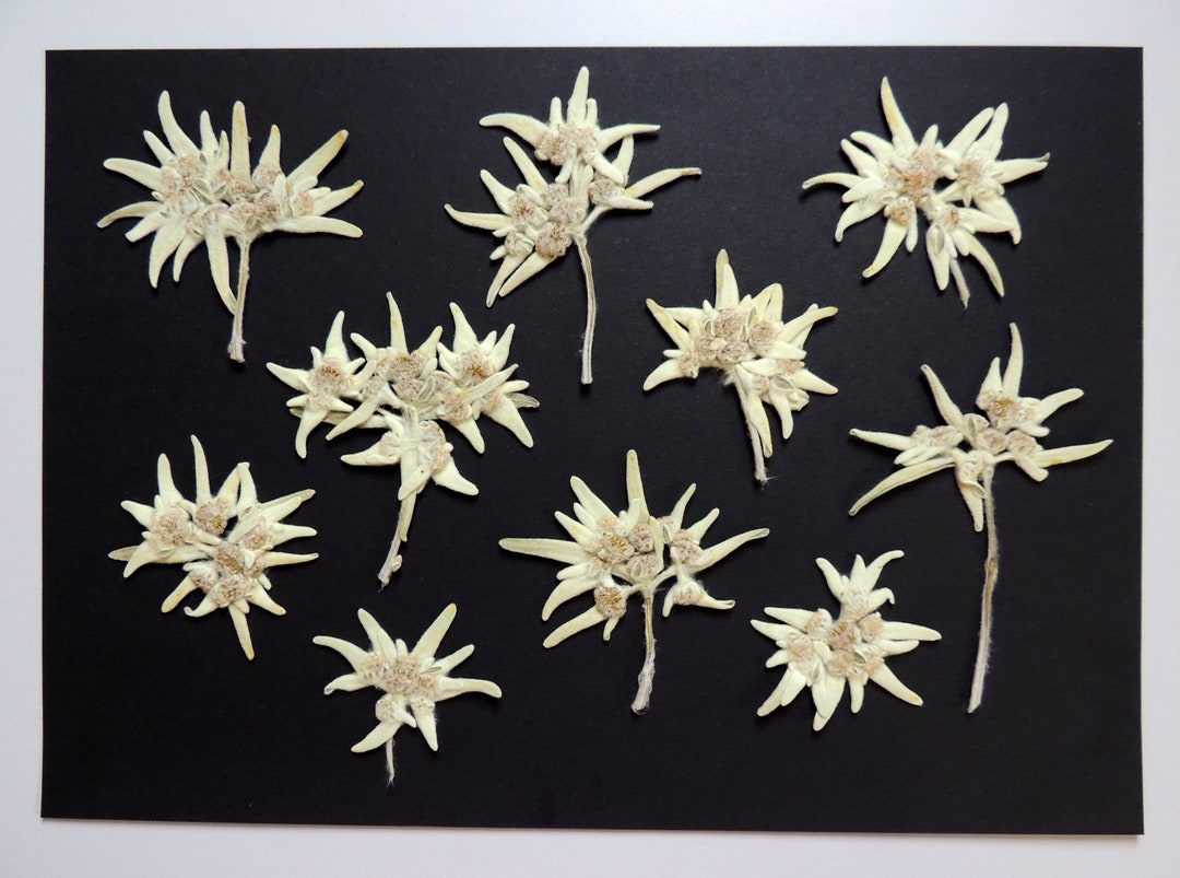 10 Large Edelweiss Flowers With and Without Stems, Pressed Dried ...