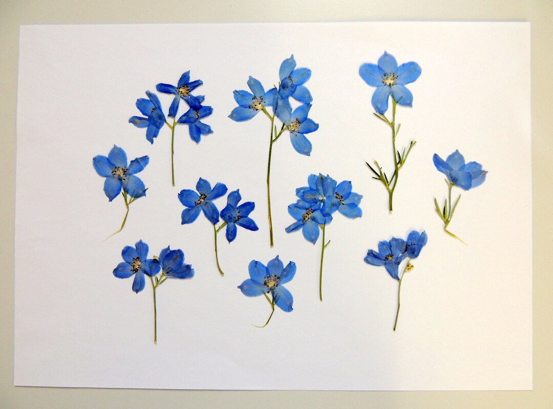 10 Pieces of Blue Flowers With Stems , Pressed Dried Flowers, for ...