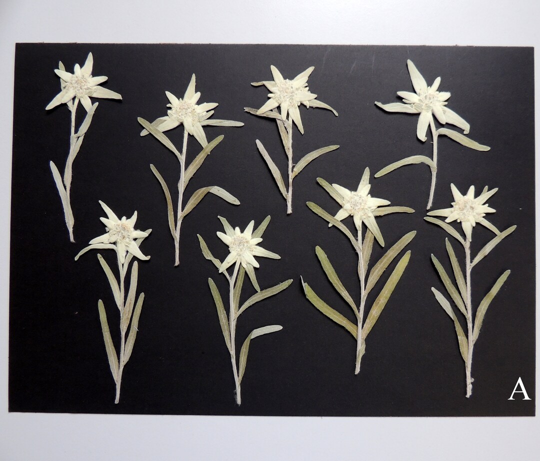 8 Edelweiss Flowers With Stems, Dried Pressed Flowers, for Crafts, DIY ...