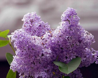 Lavender Lady Lilac - Etsy