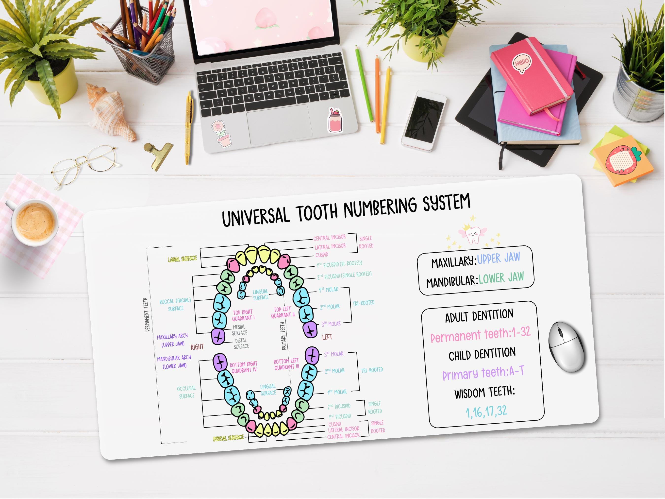 Tooth Numbering System Desk Mat: Dental Hygienist Gift, Universal ...