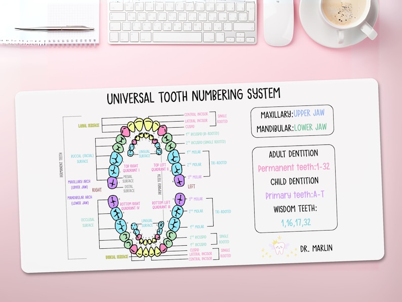 Tooth Numbering System Desk Mat: Dental Hygienist Gift, Universal ...