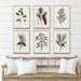TREES 6 Poster Set, Vintage Tree Art Posters, Vintage Coniferous Trees ...