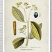 Cinnamon Botanical Print, Vintage Botanical Blue Art, Watercolor ...
