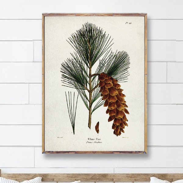 Pine Tree Poster - Etsy