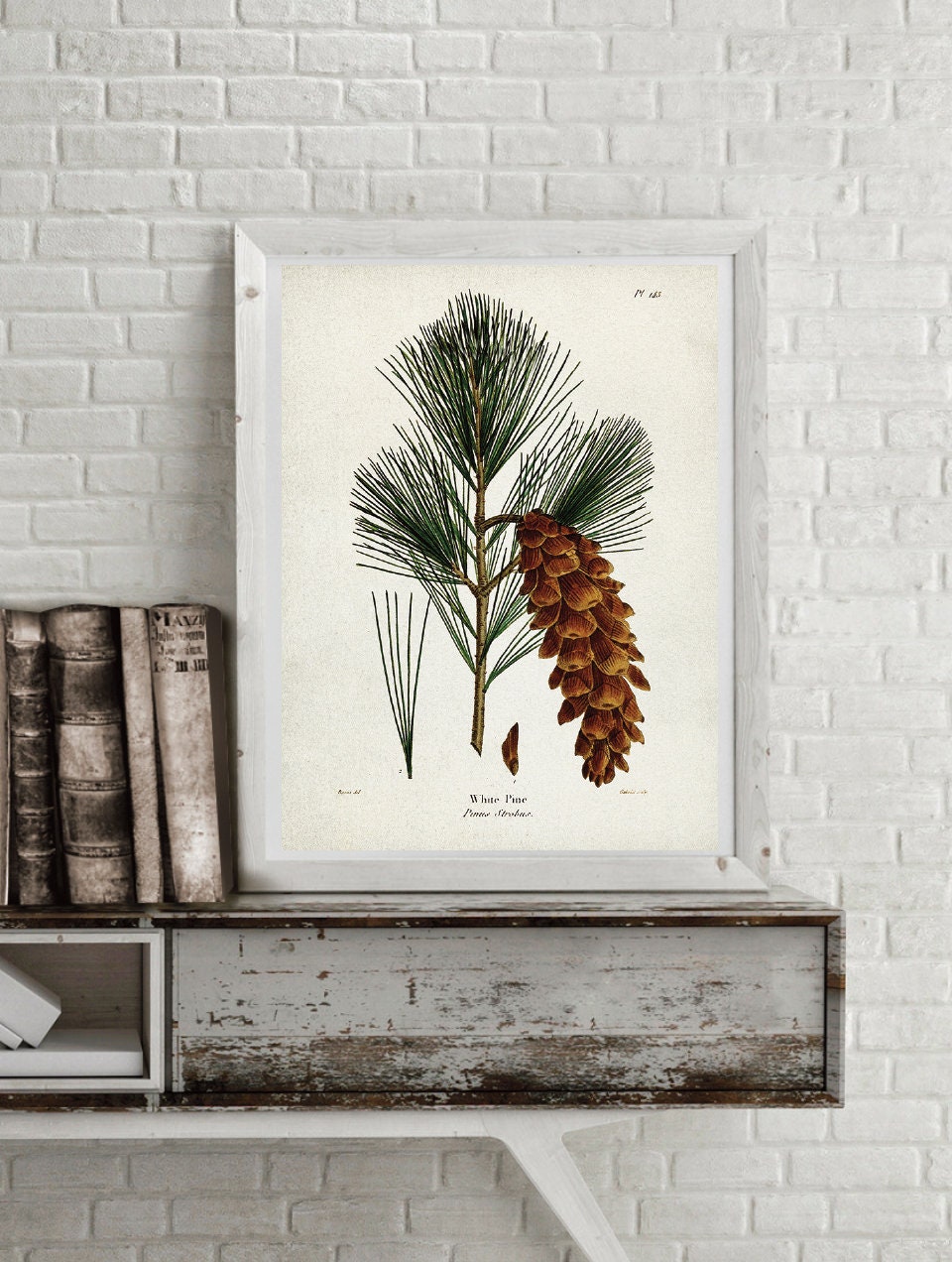 TREES Duo Prints, Tree Art Posters, White Pine, Yellow Pine Botanical ...