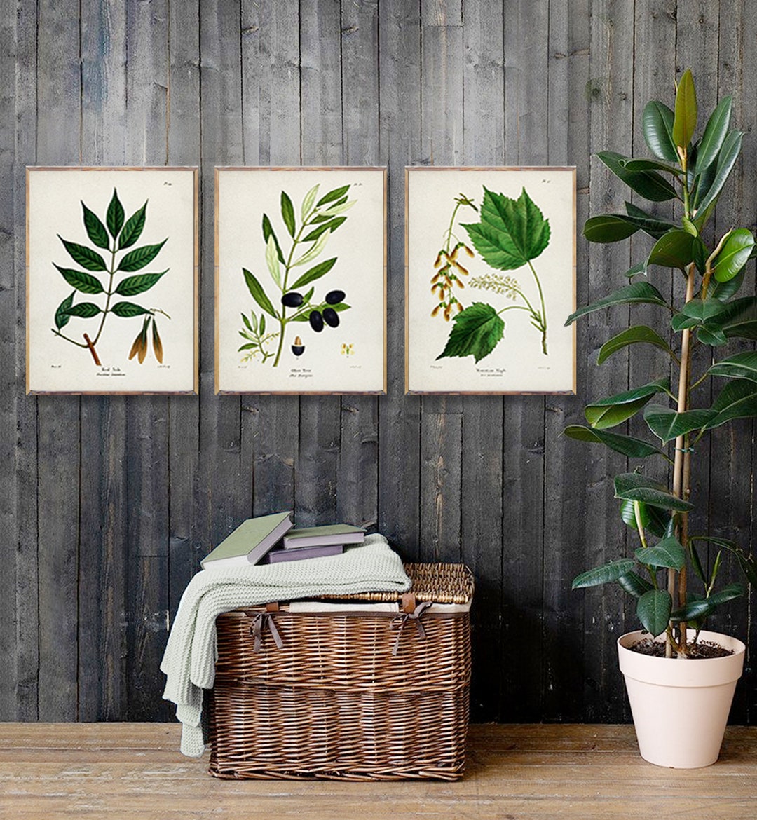Vintage Tree Art 3 Poster Set, Botanical Vintage Mountain Maple Print ...