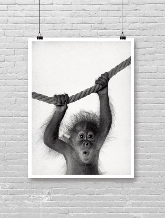 Baby Monkey Print, Baby Monkey Photo Poster, Jungle Theme Print, Cute ...