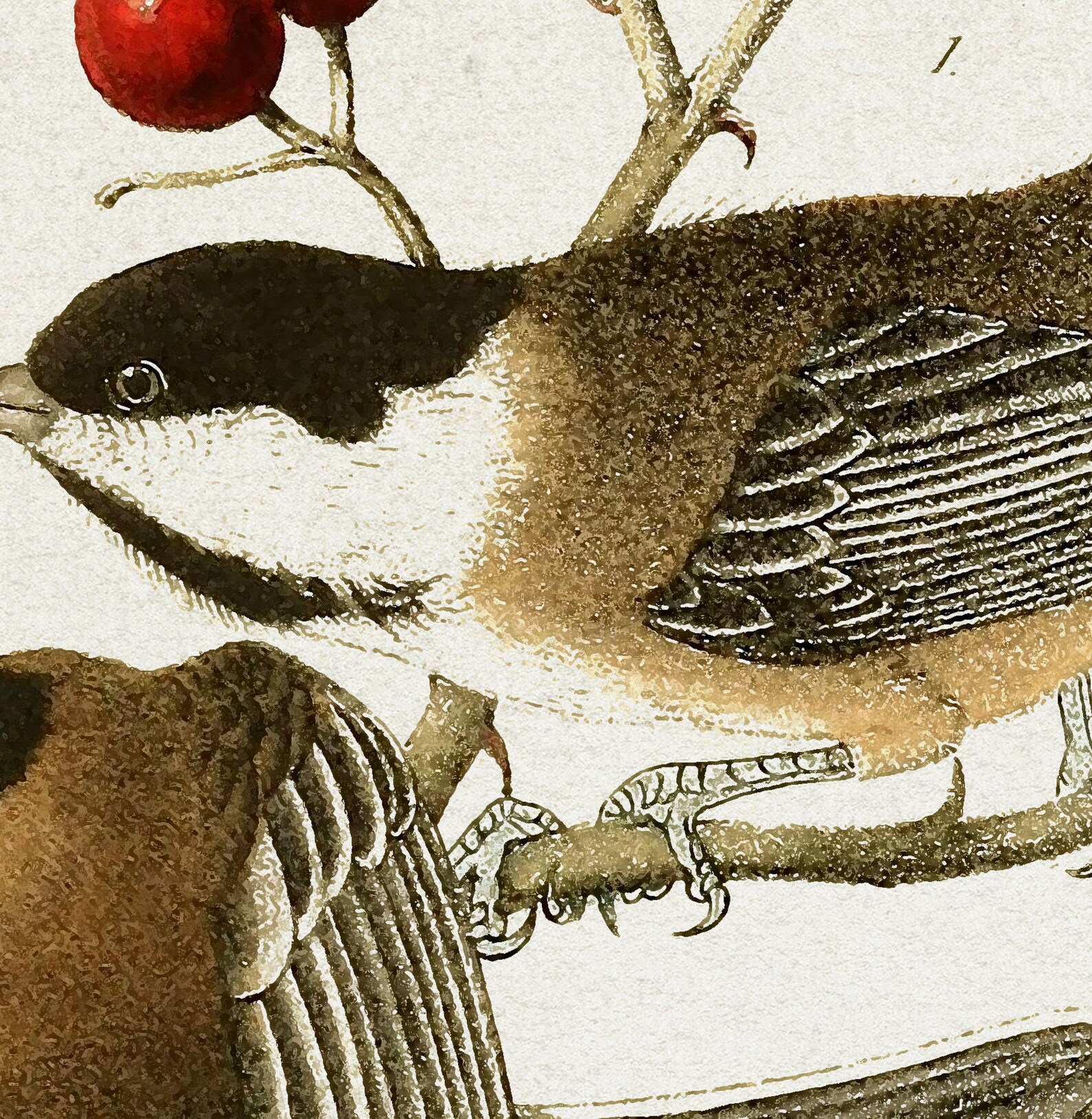 Black Cap Titmouse Bird Print, Vintage Chickadee Bird Poster, Vintage ...