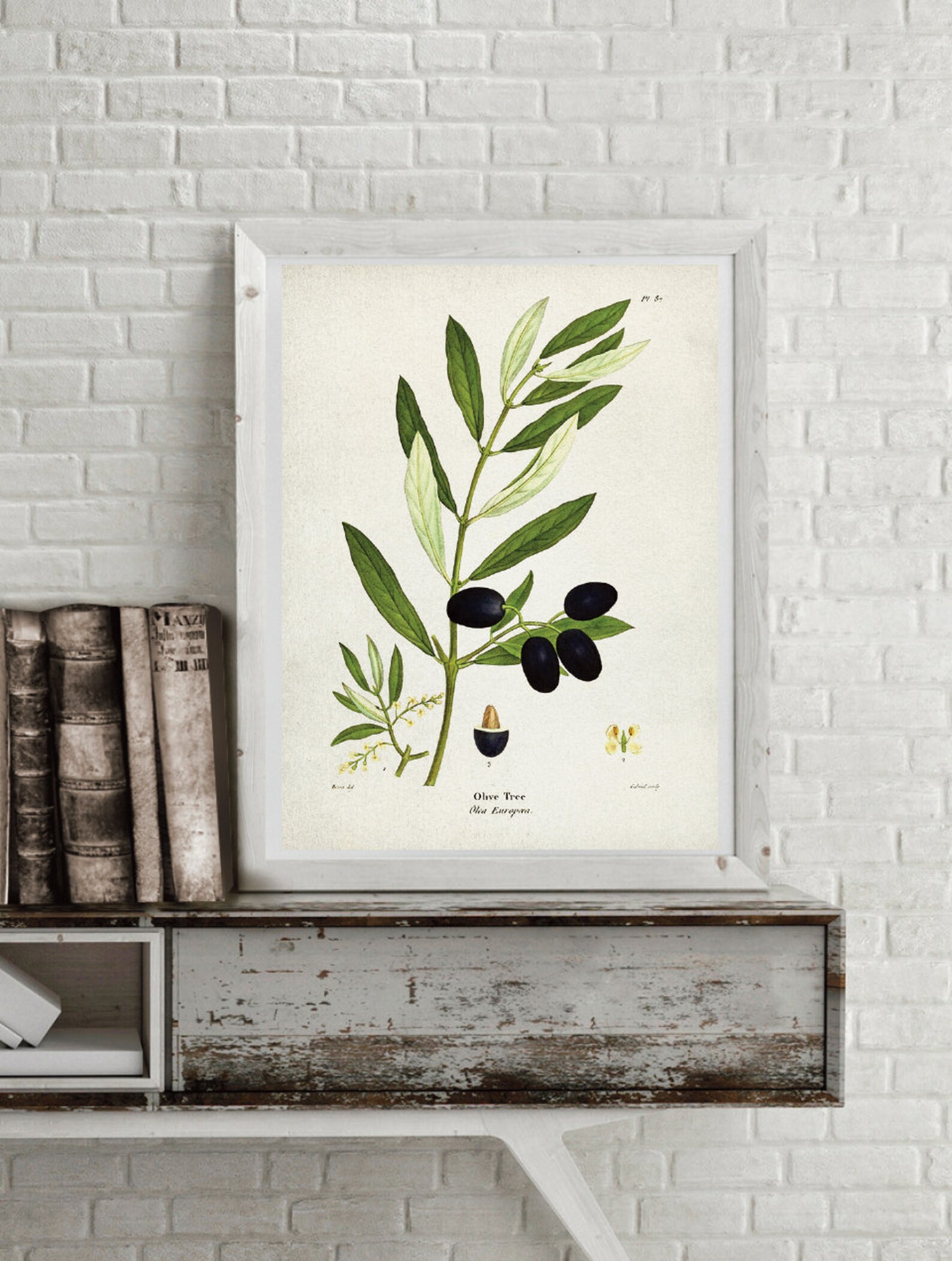OLIVE TREE Print Botanical Vintage Olive Tree Poster Antique - Etsy Ireland