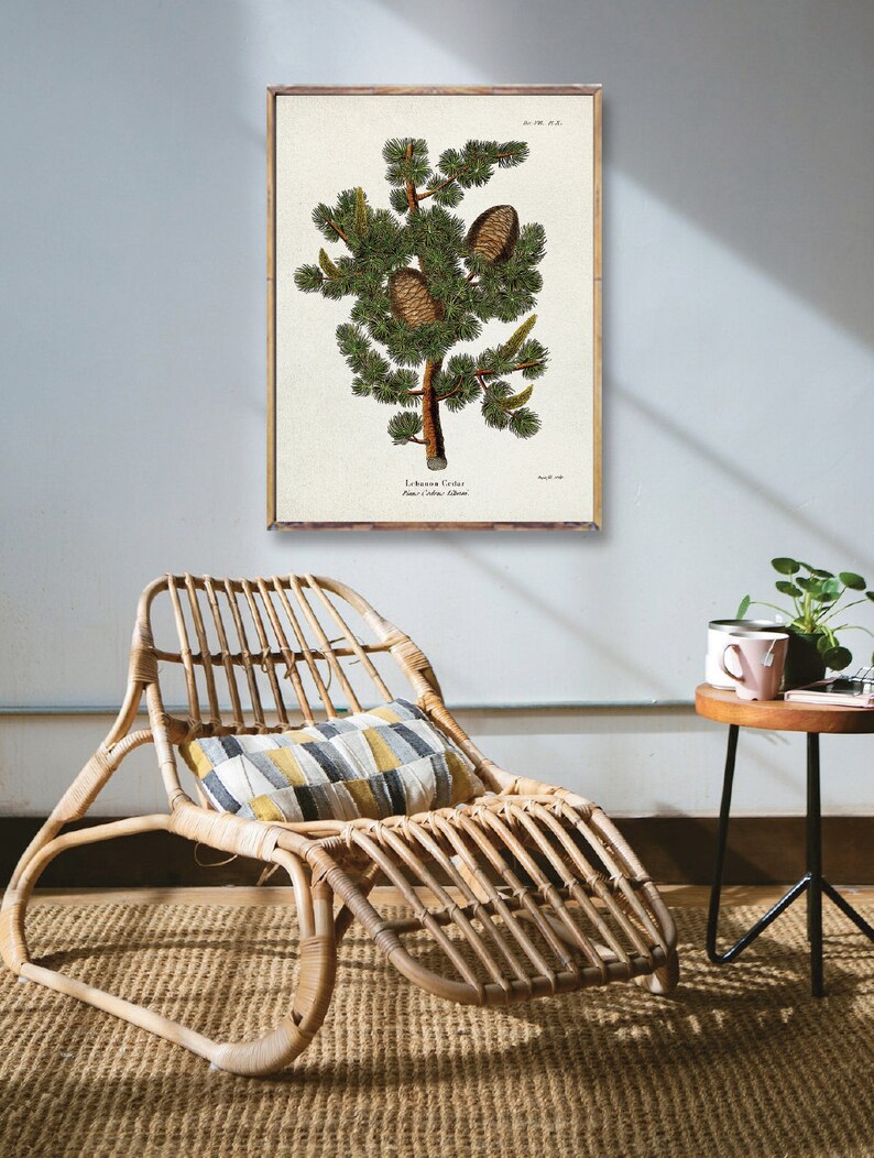 Lebanon CEDAR Thuja Print, Tree Art Poster, Cedar Print, Botanical ...