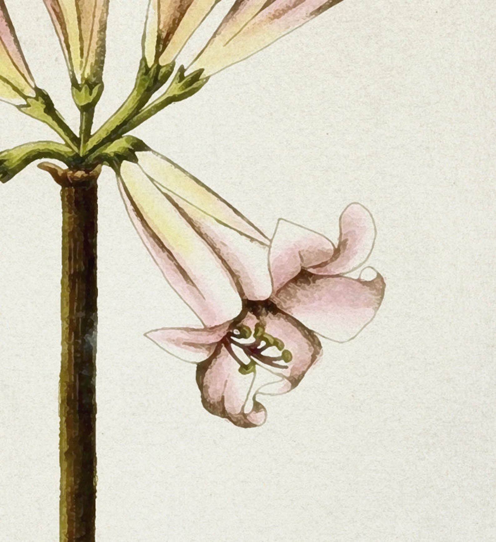 Coral BOTANICAL Poster Vintage Botanical Art Watercolor - Etsy