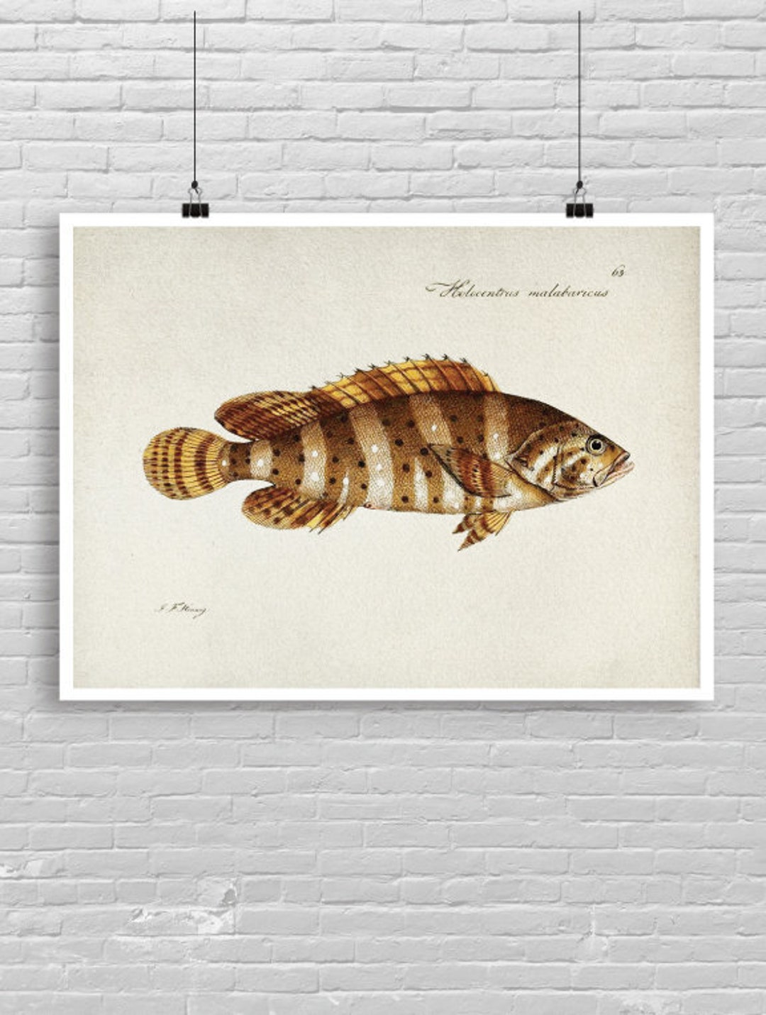 Vintage Fish Print, Marine Life Artwork, Vintage Fish Illustration ...