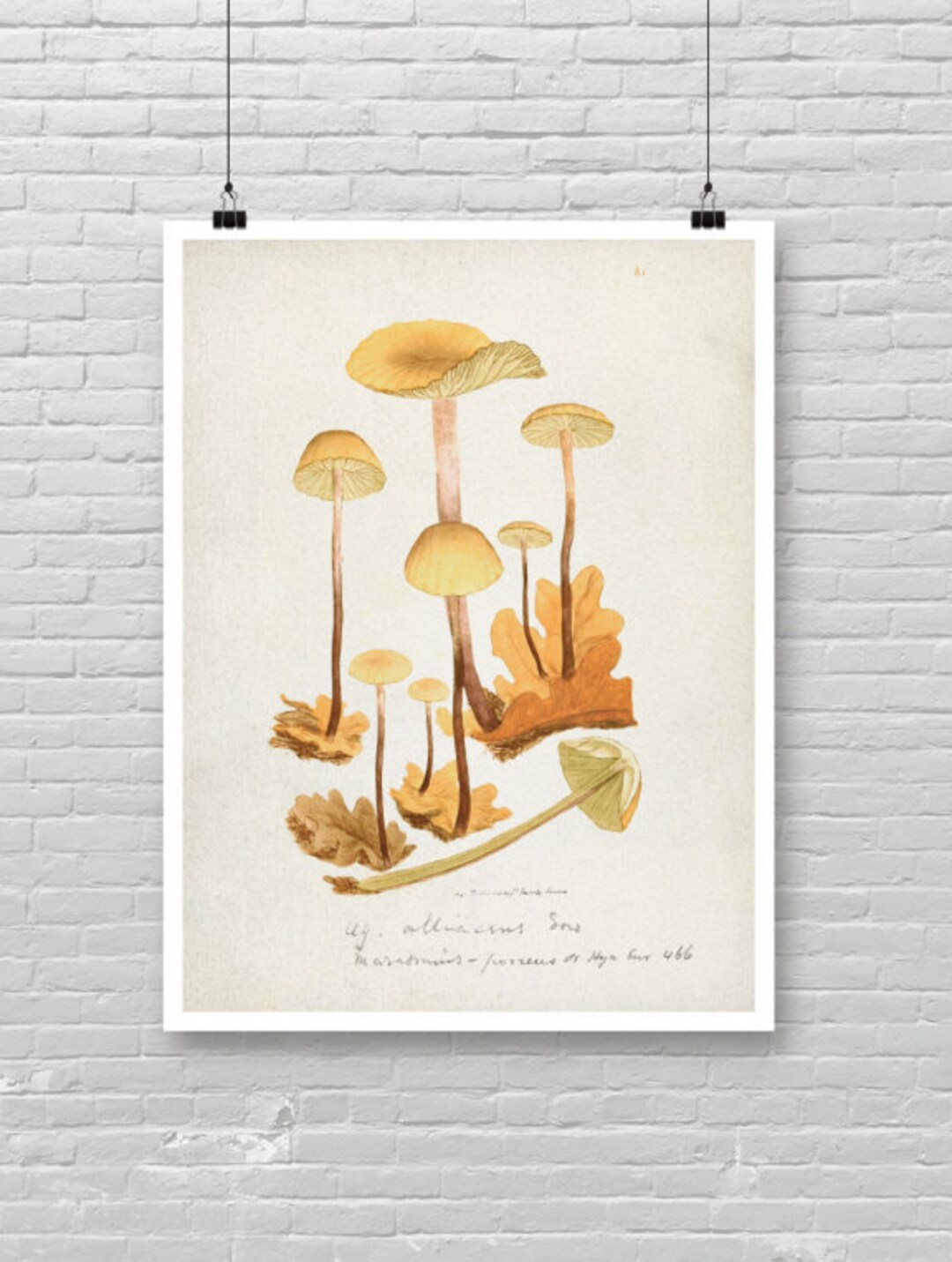Fungi Illustration Poster, Vintage Mushroom Print, Antique Fungi Poster ...