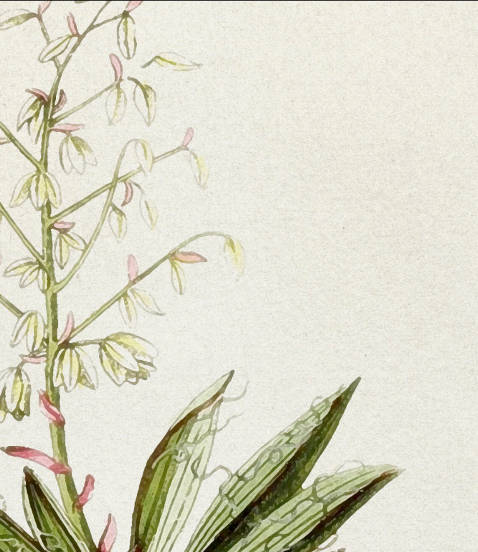 Vintage Botanical 3 Prints Set, Coral Vintage Botanical Prints, Vintage ...