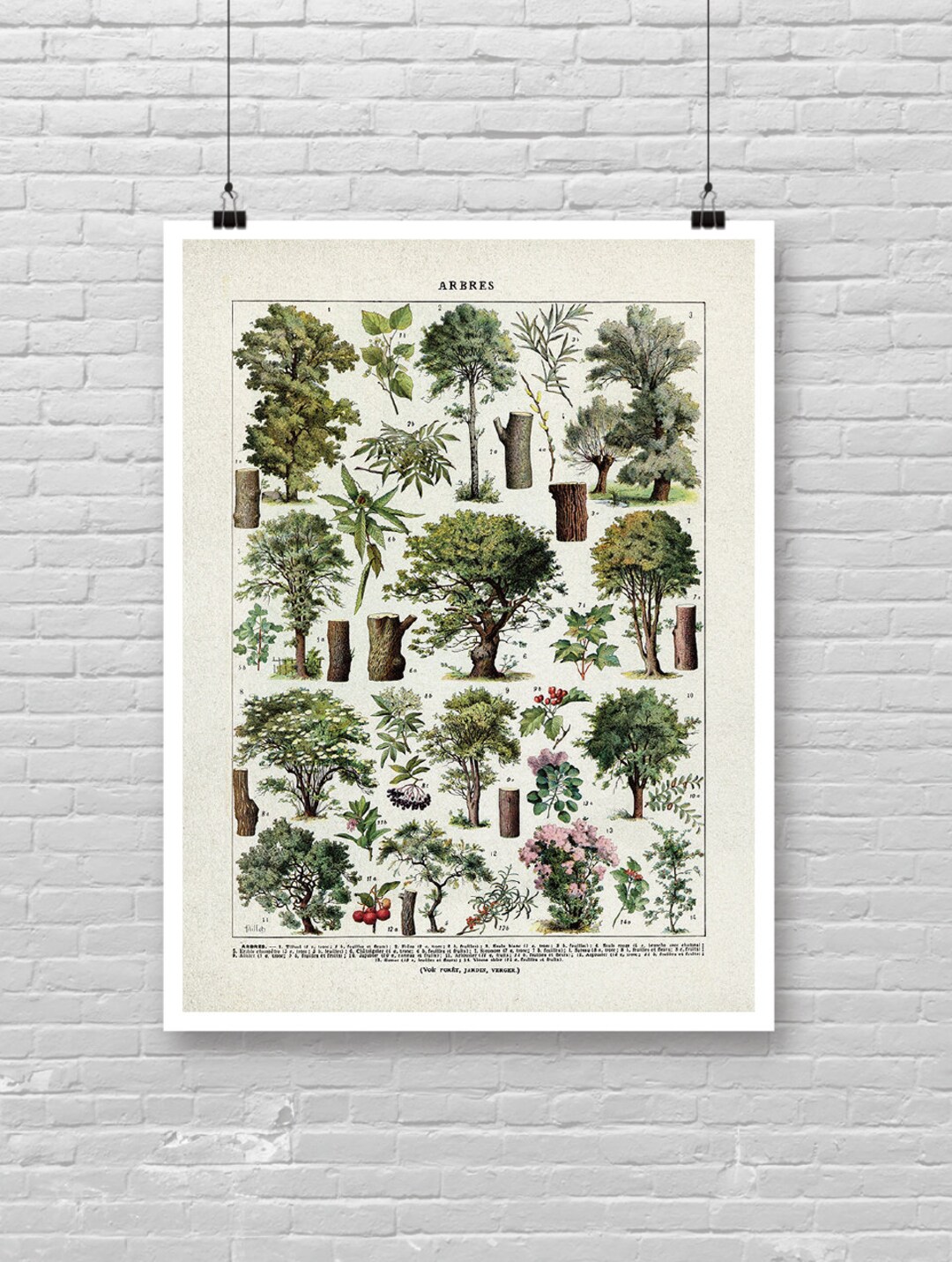 Vintage Tree Group Print, Encyclopedia Tree Poster, Tree Art Poster ...