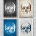 Human SKULL Detail Chart Poster, Skeletal System Poster, ANATOMY Patent ...