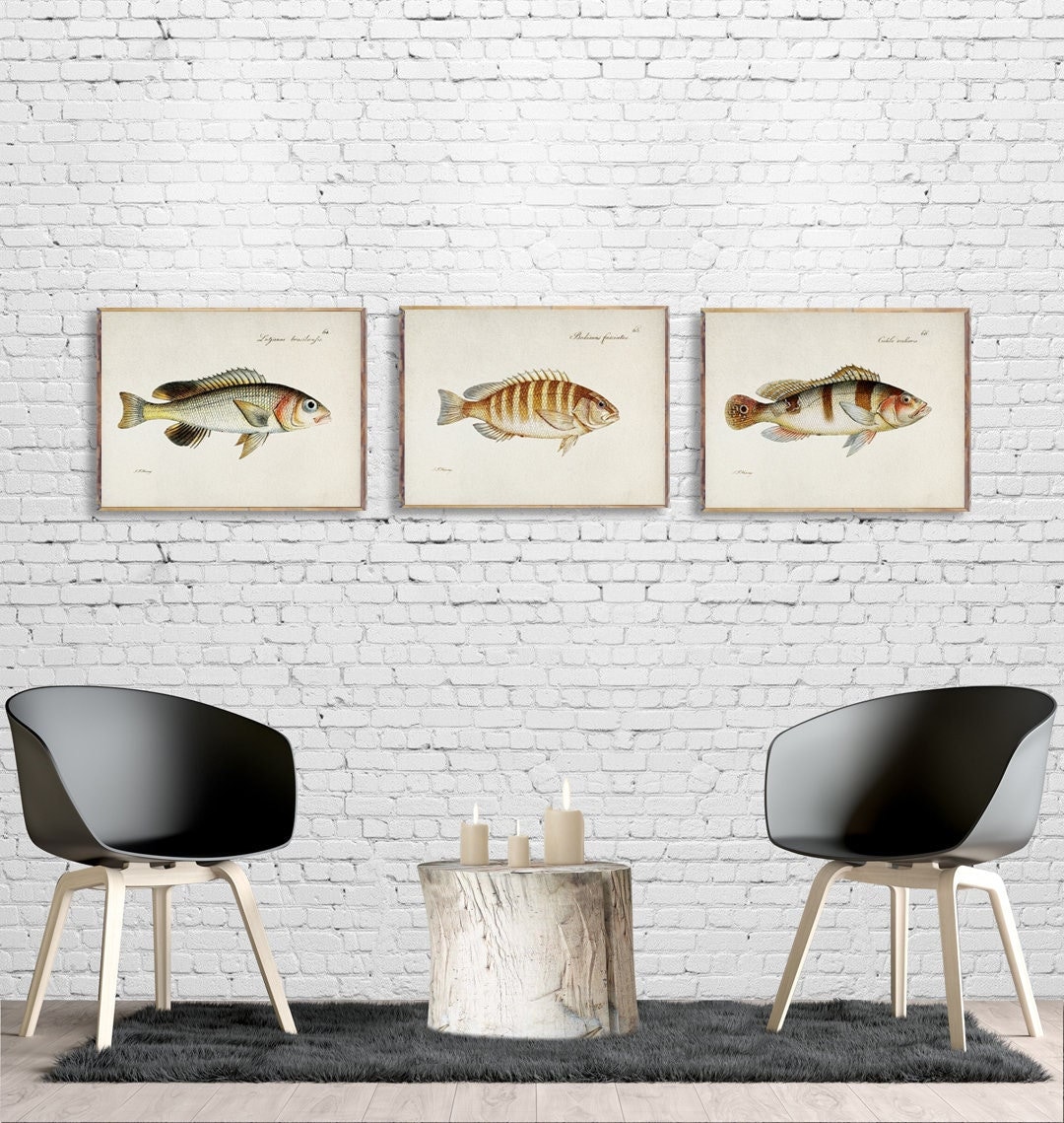 Set of 3 Poster Vintage Fish, Marine Life Artwork, Vintage Fish ...