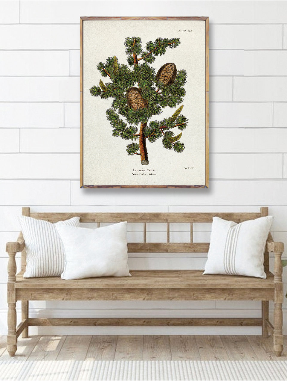 Lebanon CEDAR Thuja Print, Tree Art Poster, Cedar Print, Botanical ...