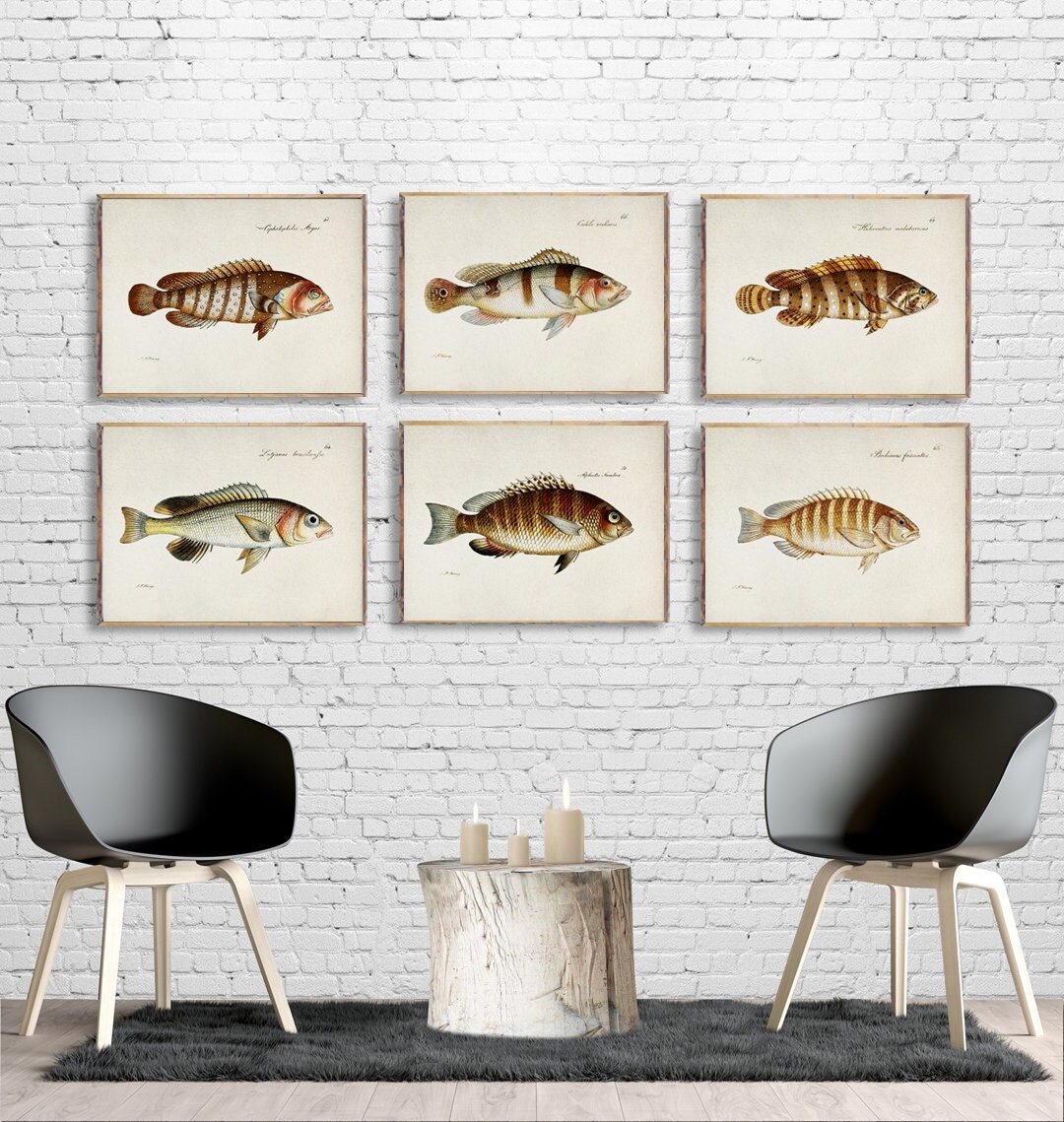 Vintage FISH Set of 6 Poster, Marine Life Illustration, Vintage Fish 6 ...