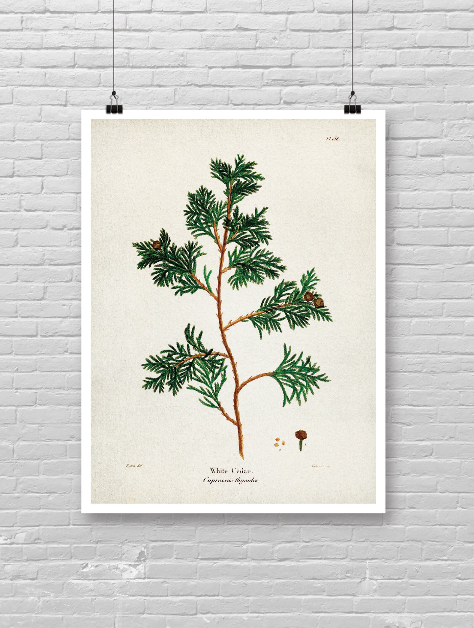 CEDAR Thuja Print, Tree Art Poster, White Cedar Print, Botanical White ...