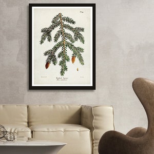 TREES 6 Poster Set, Vintage Tree Art Posters, Vintage Coniferous Trees ...