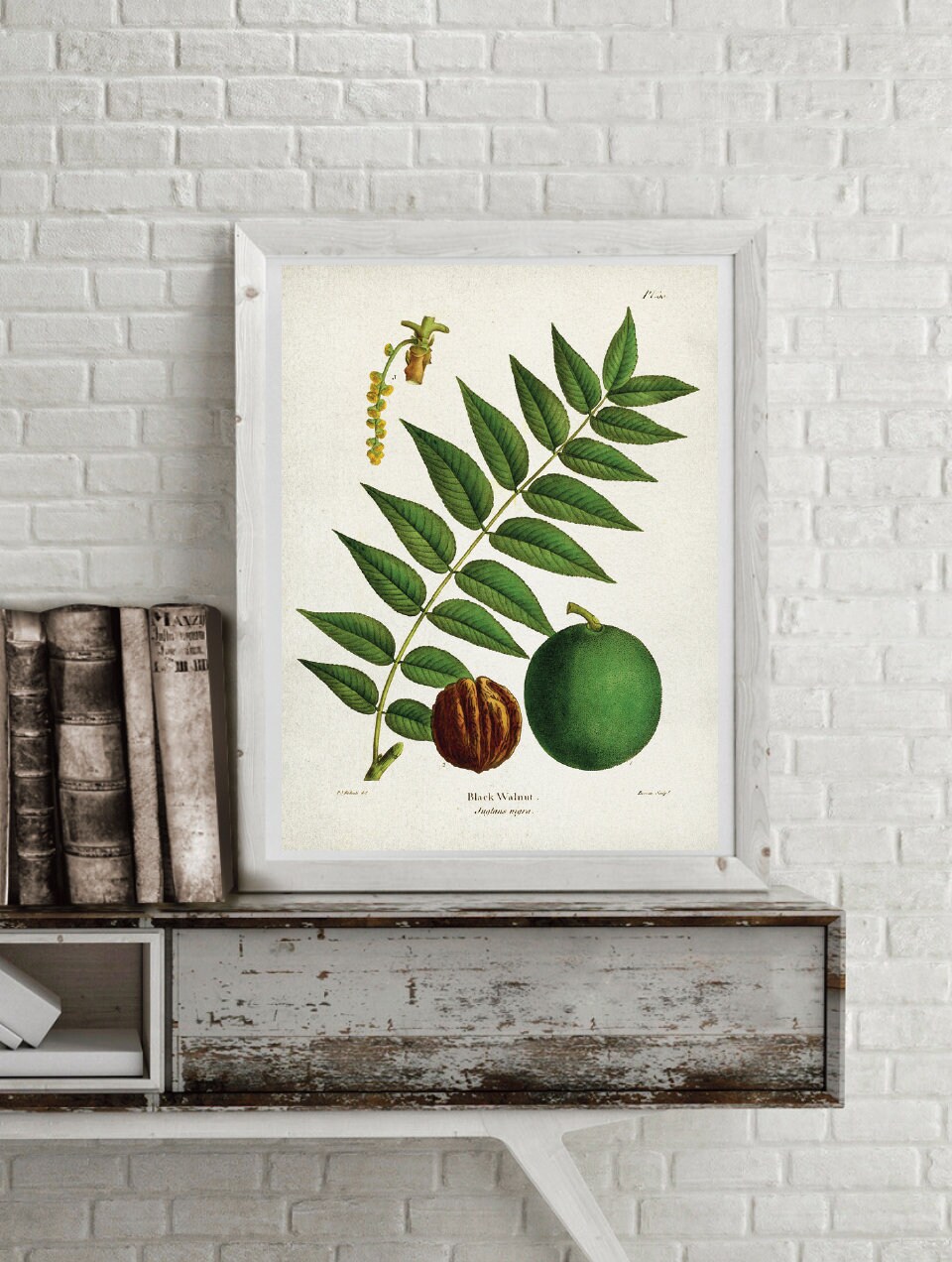 TREES 4 poster set Vintage Tree art prints Hardwood Trees | Etsy