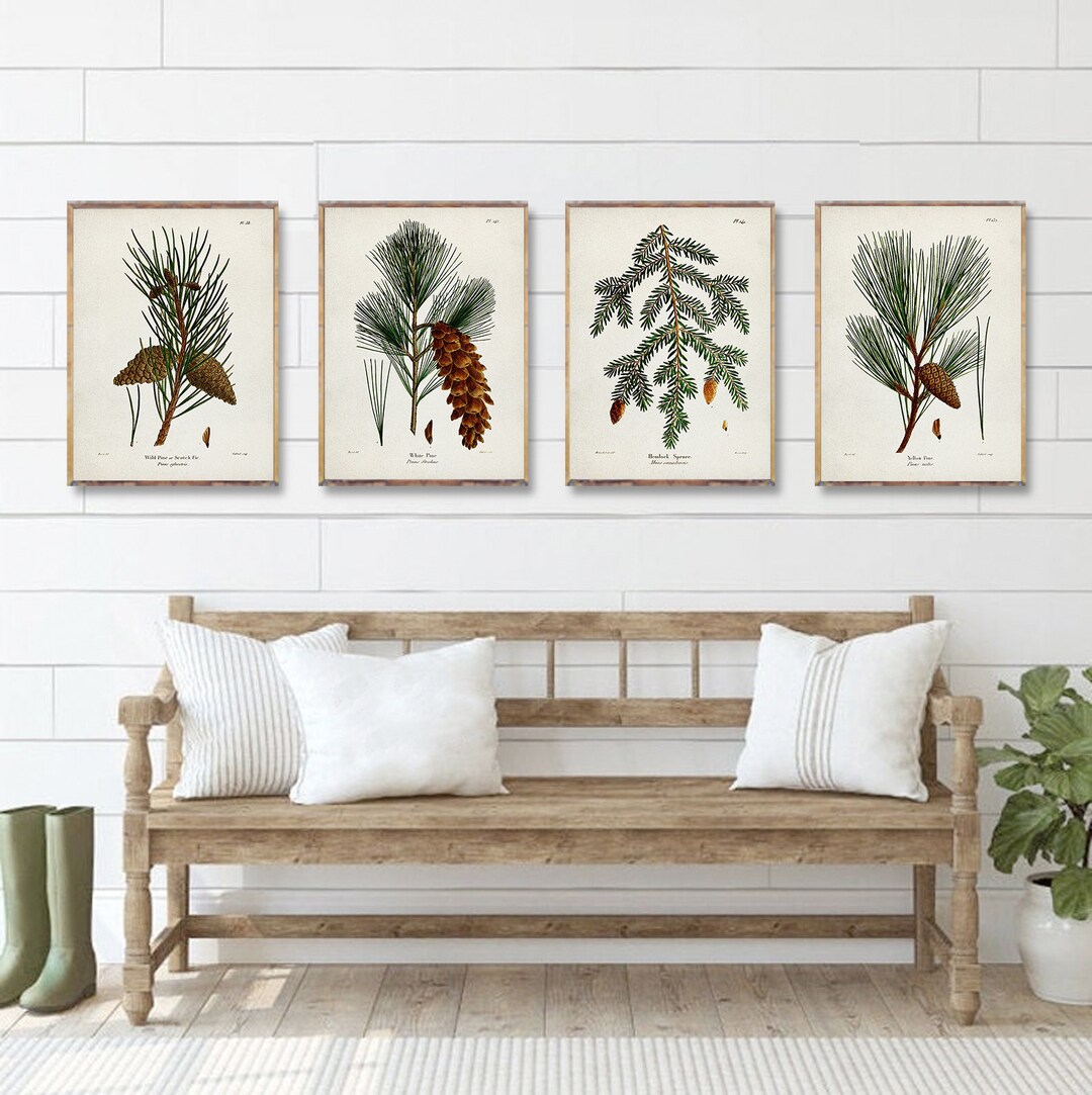 TREES 4 Poster Set, Vintage Tree Art Prints, Vintage Coniferous Trees ...