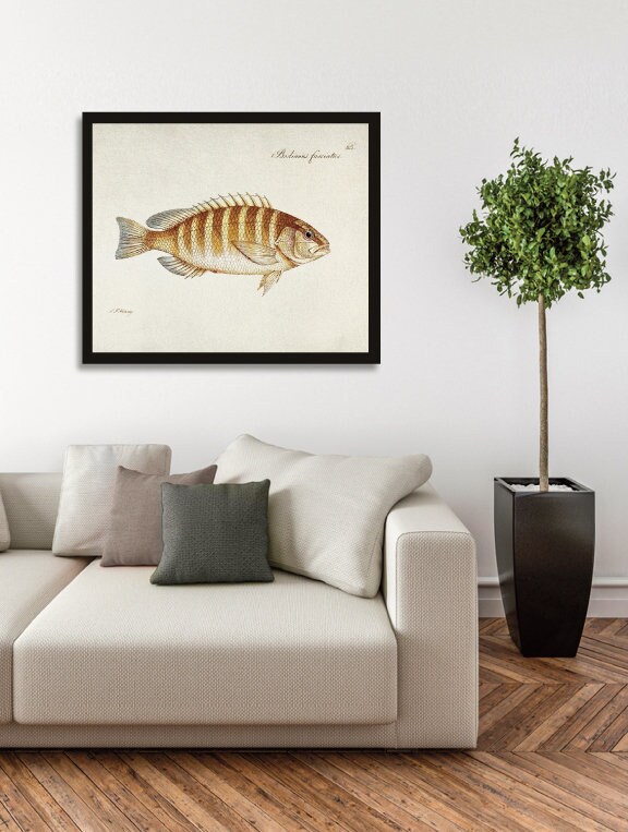 Set of 3 Poster Vintage Fish Marine Life Artwork Vintage | Etsy