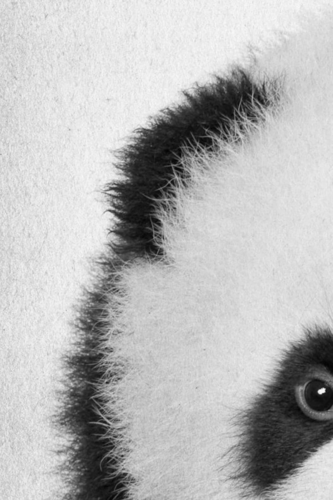 Baby PANDA Print Baby Panda poster nursery decor Jungle | Etsy