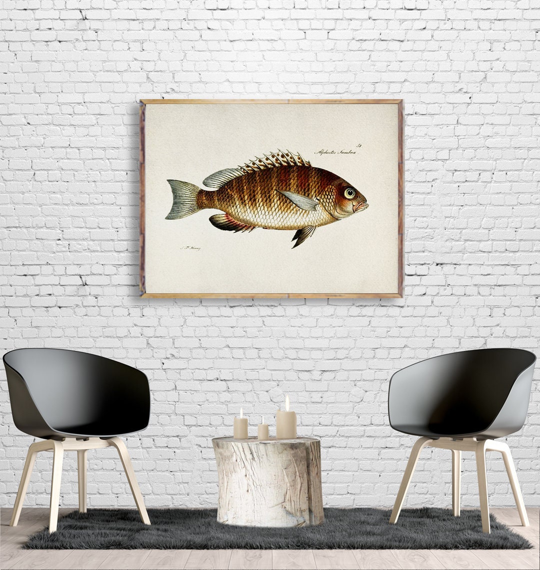 Vintage Fish Poster, Marine Life Artwork, Vintage Fish Illustration ...